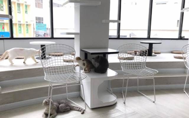 Catfe Coffee Tầng 1, 120 Cống Quỳnh, P. Phạm Ngũ Lão, Quận 1, Hồ Chí ...